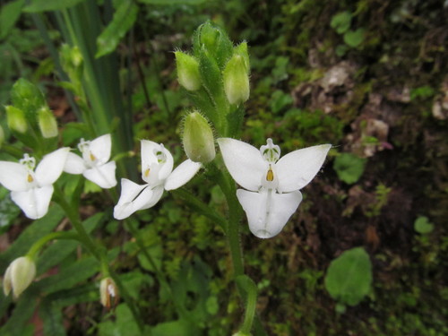 (Ponthieva ephippium)