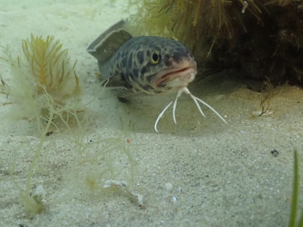 Cusk-eels (Ophidiidae) - Marine Life Identification