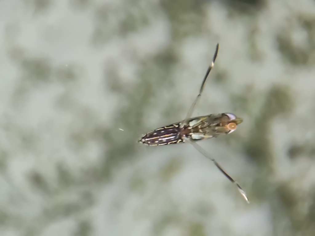 Common Backswimmers from JDA Colony, Bargi Hills, Jabalpur, Madhya ...