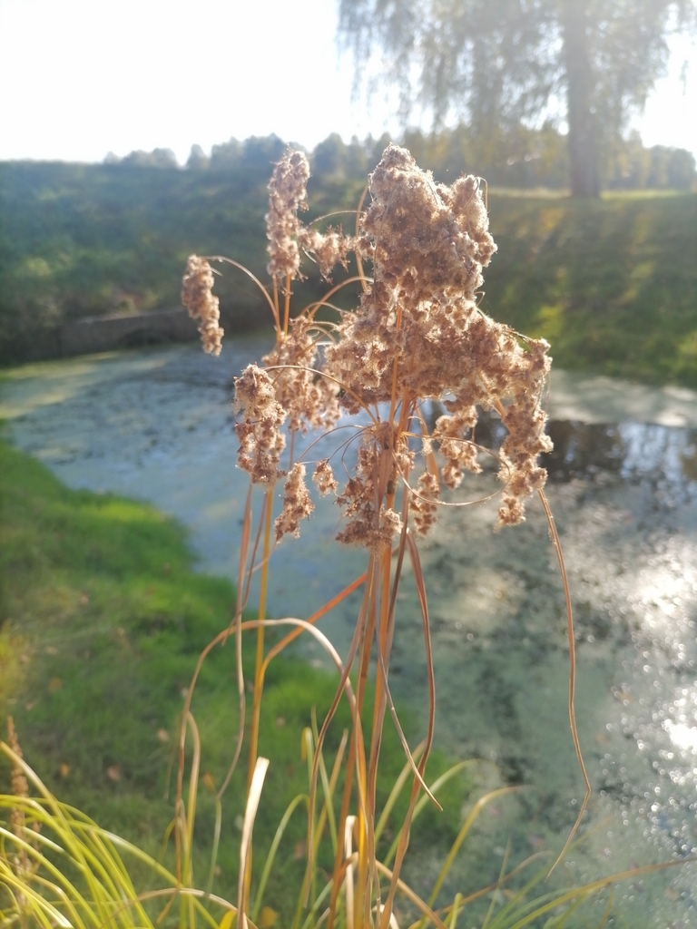 woolgrass from Hancavichy, BY-BR, BY on September 21, 2023 at 12:49 PM ...