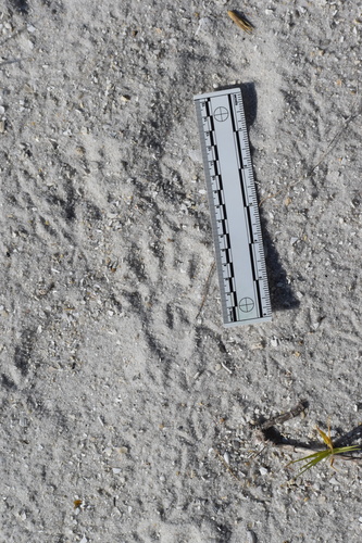 Raccoon Tracks – NatureTracking