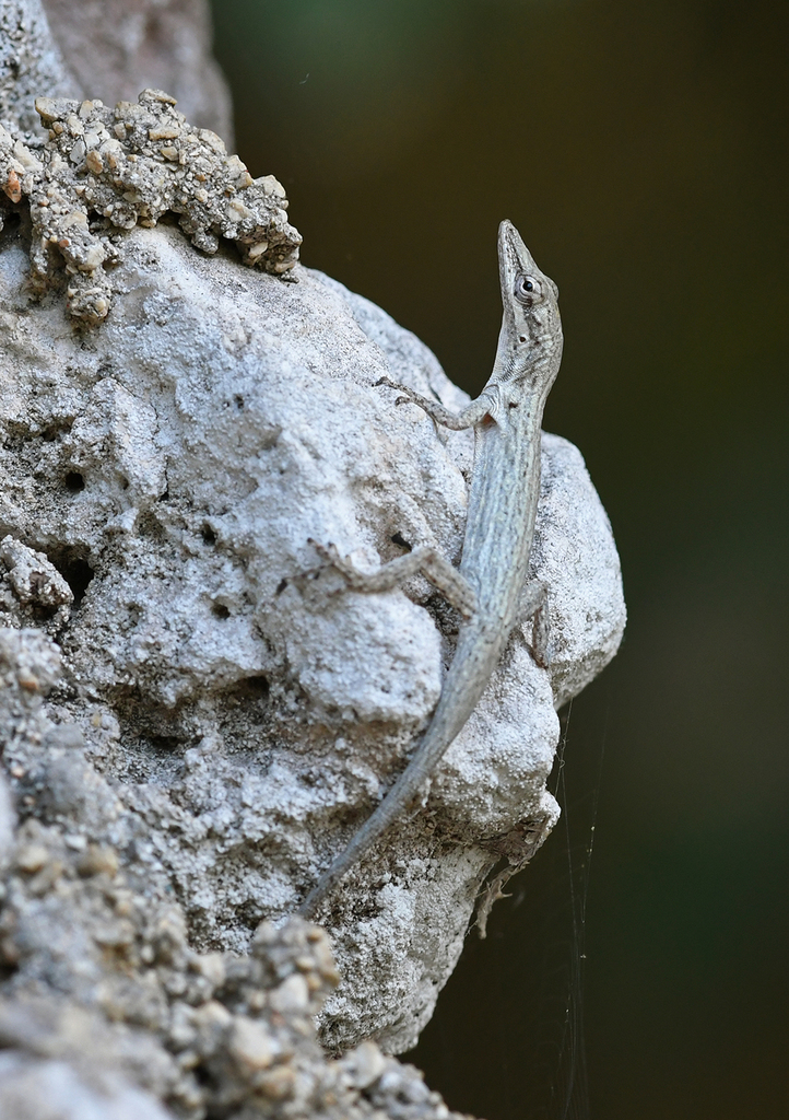 Cuban Twig Anole (Herps of Eastern Cuba) · iNaturalist