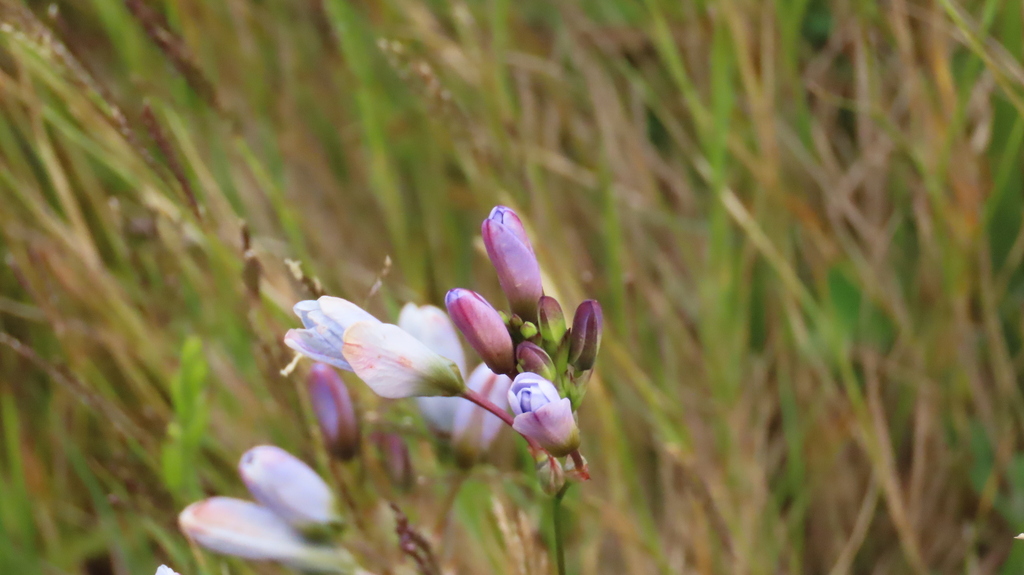 flowering plants from Rondebosch Common, Rondebosch, Cape Town, 7700 ...
