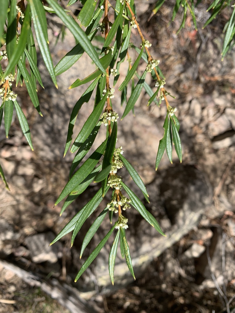 Logania albiflora from Mount Walsh National Park, Biggenden, QLD, AU on ...
