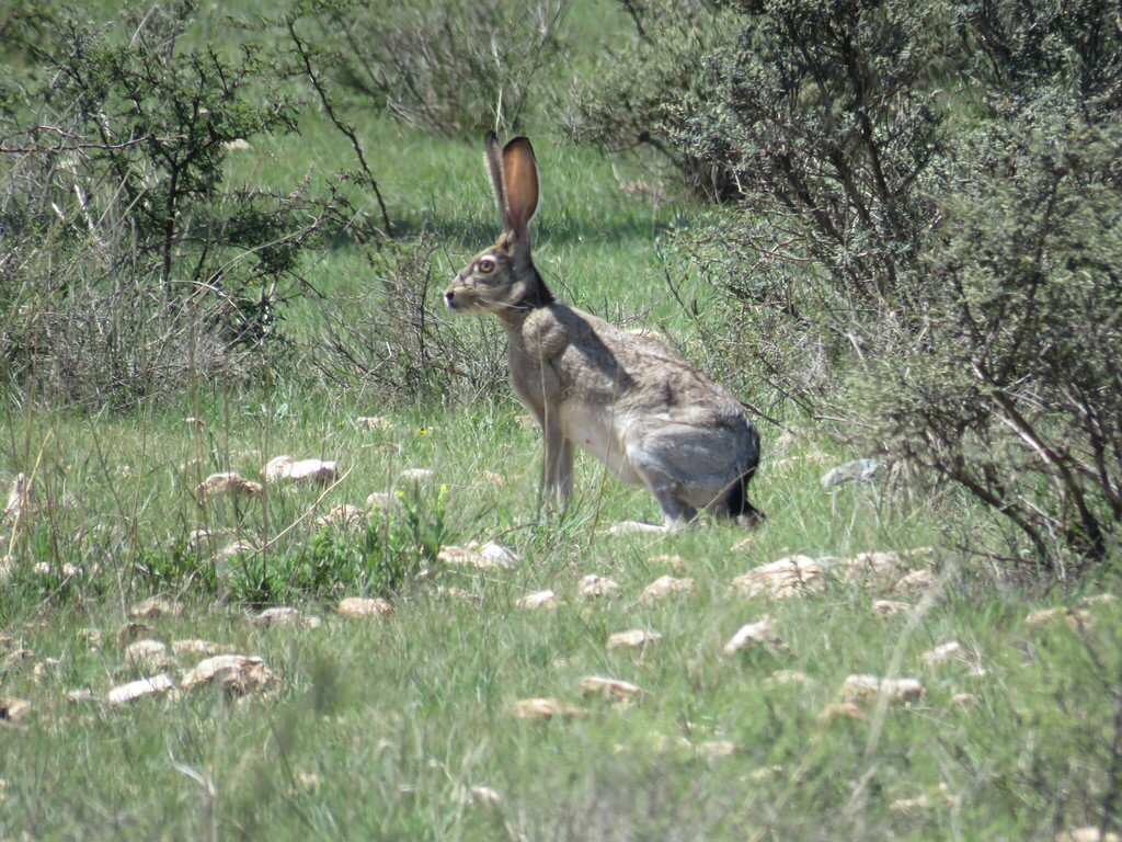 Black-tailed Jackrabbit from Fresnillo, Zac., México on September 20 ...