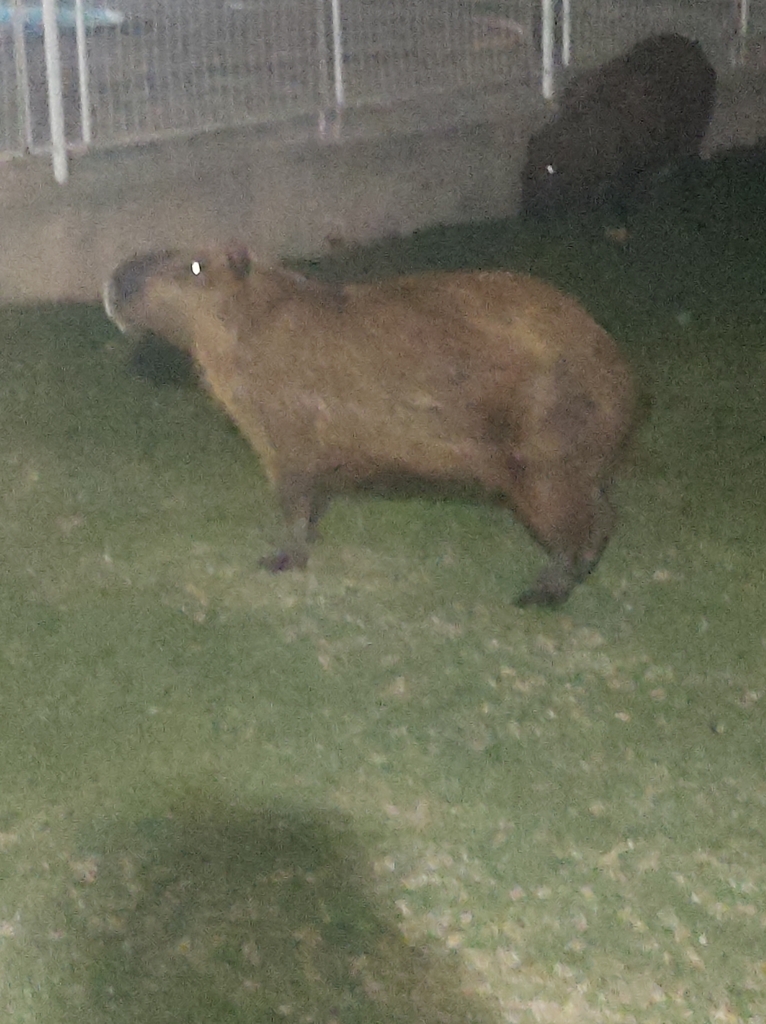 Capybara from 64XJ+8G - Brasília, DF, Brasil on September 21, 2023 at ...