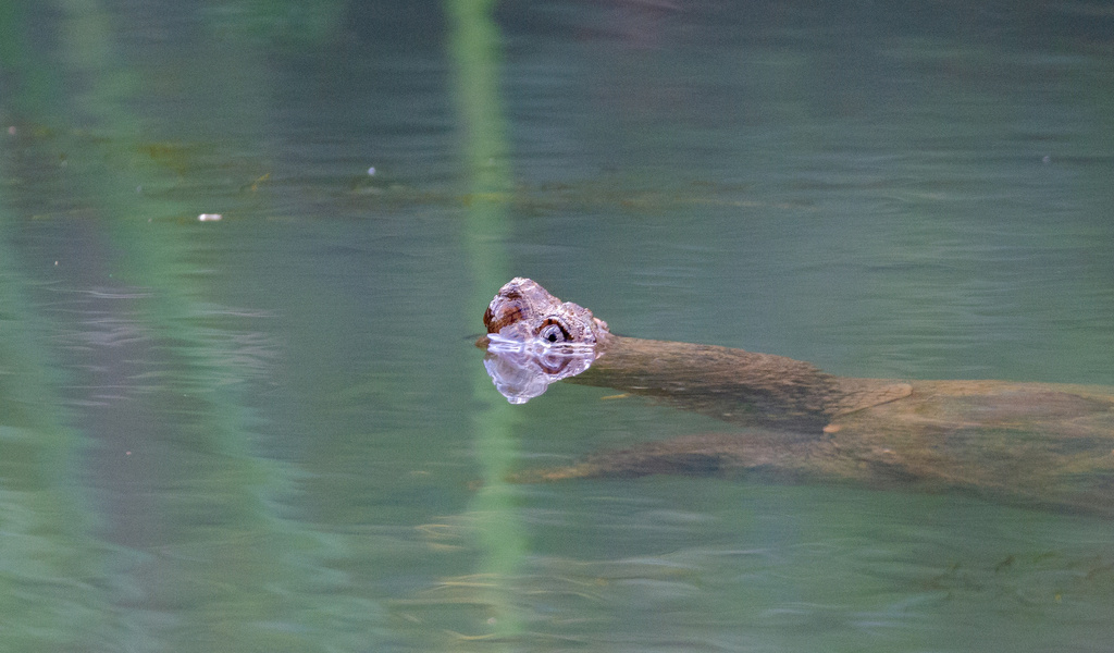 Common Snapping Turtle from Surry Community College, Dobson, NC, US on ...