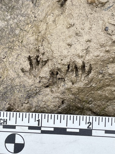 iNaturalist Tracking Database – NatureTracking