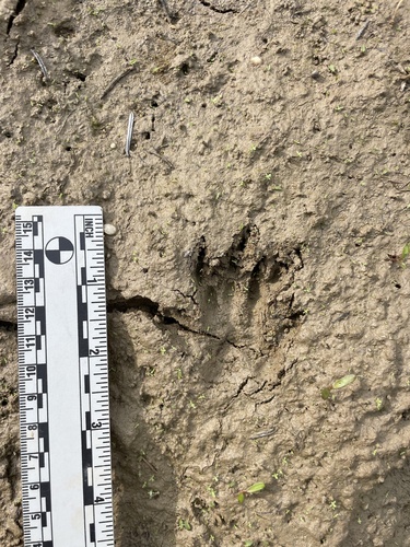 iNaturalist Tracking Database – NatureTracking