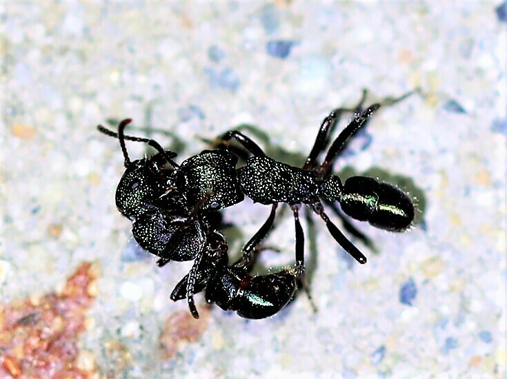 Green-head Ant from Harrington NSW 2427, Australia on September 21 ...