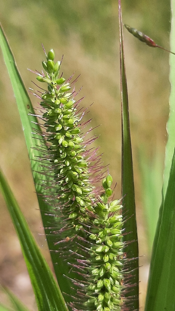 bur bristle grass from 72573 col, Lomas de San Miguel, 72573 Puebla ...