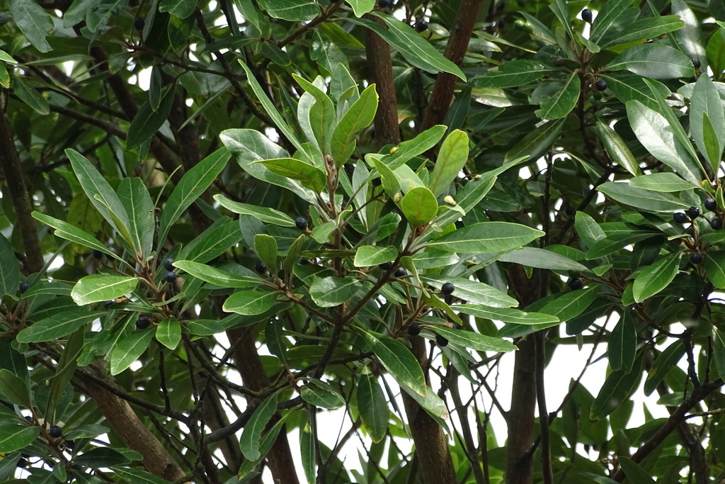 Swamp Bay from Northampton County, VA, USA on September 21, 2023 at 12: ...