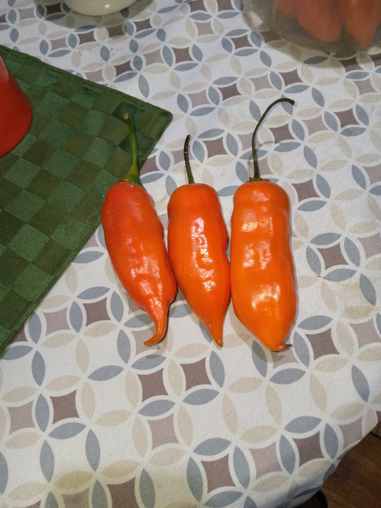 locoto pepper (Capsicum baccatum) - Botanical Realm