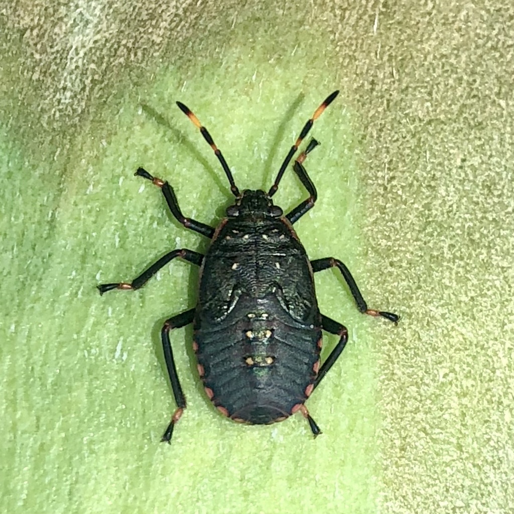 Notius depressus from Phillip St, Parramatta, NSW, AU on September 22 ...