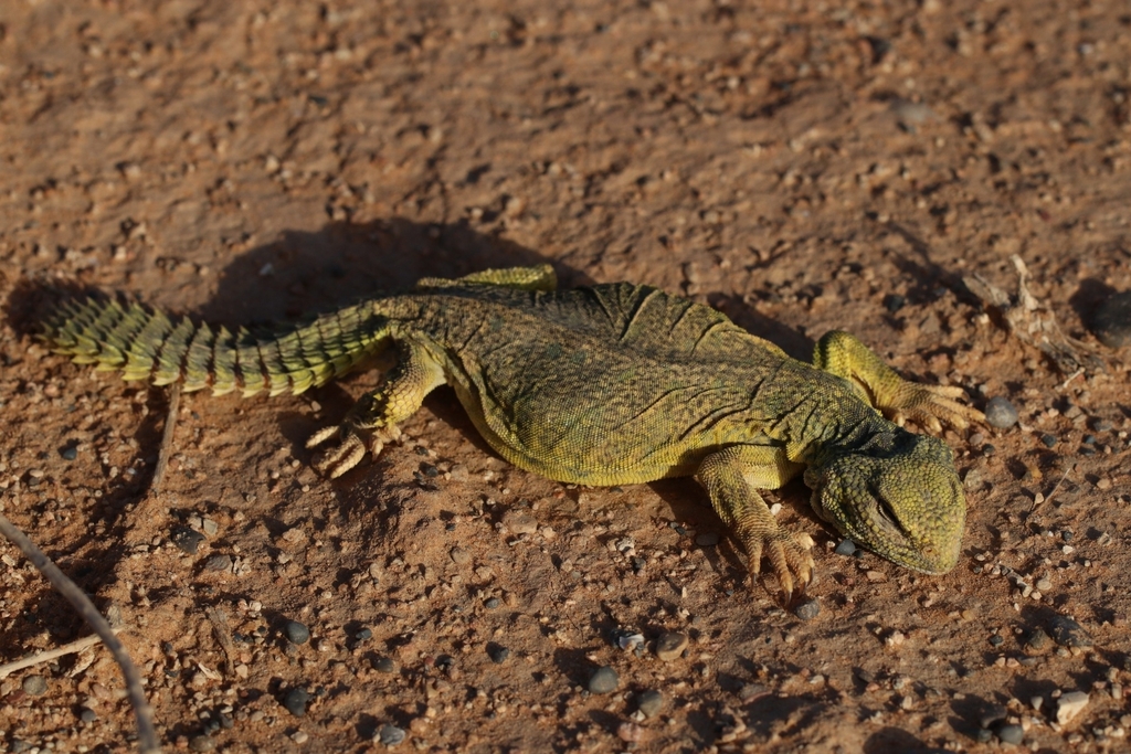 Moroccan Spiny-tailed Lizard from Errachidia, MA-MT, MA on September 21 ...