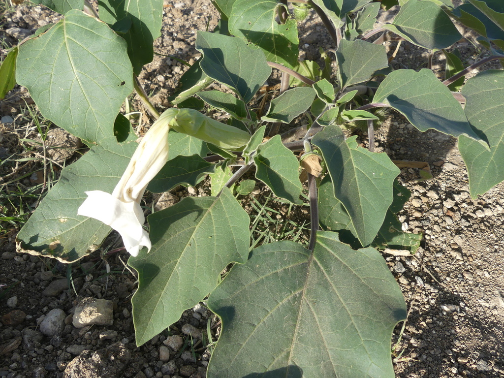 Sacred Datura from Blanco County, TX, USA on November 3, 2020 at 04:17 ...
