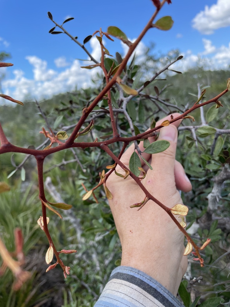 Tough Bully from Avon Park, FL, US on September 21, 2023 at 02:18 PM by ...
