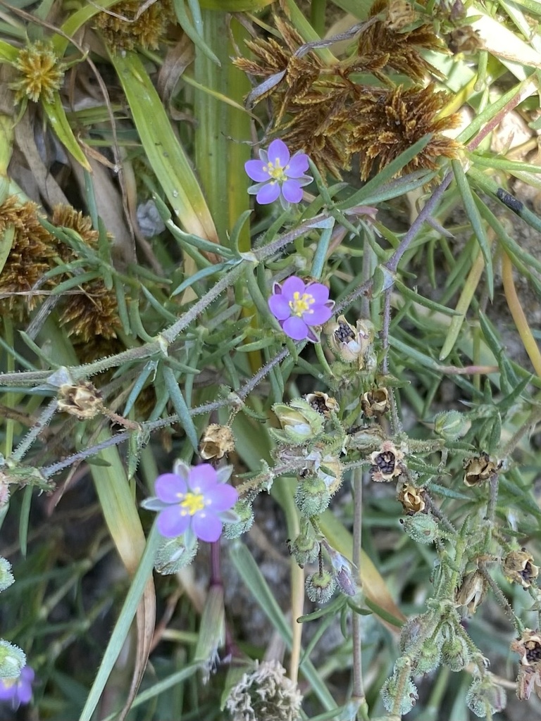 Red Sand Spurrey from Sanborn County Park, Saratoga, CA, US on ...