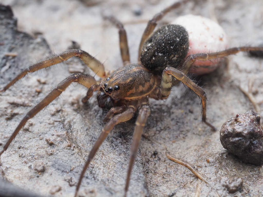 Brown Wolf Spider from Laingholm Bay, Laingholm, Auckland, North Island ...