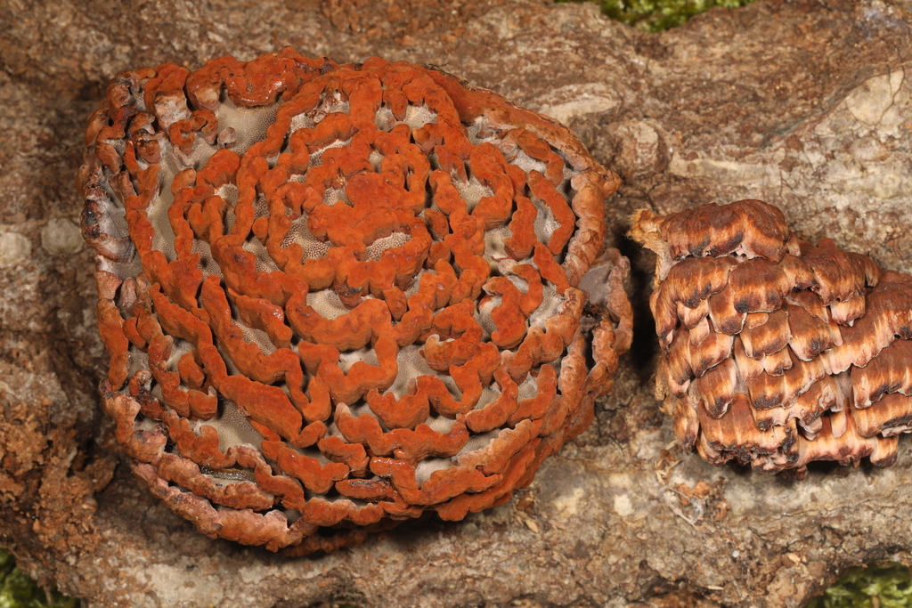 Sweet knot from 216 Foordmore Rd, Kerhonkson, NY 12446, USA on ...