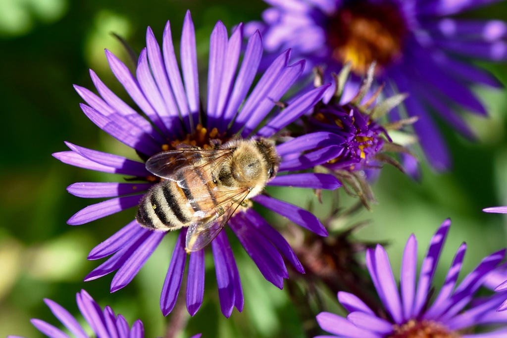 Western Honey Bee from Rosemère, QC, Canada on September 20, 2023 at 10 ...