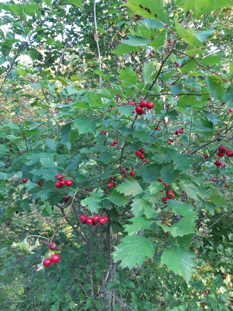Fanleaf Hawthorn from Rimouski, QC G5L 5B1, Canada on September 14 ...