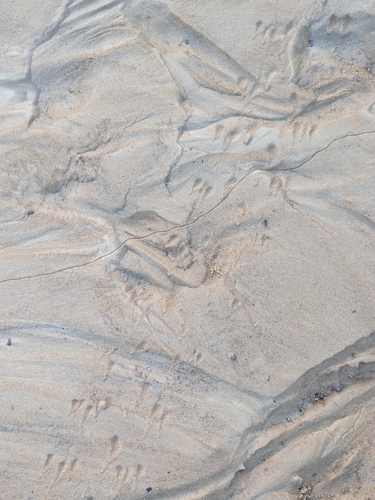 iNaturalist Tracking Database – NatureTracking