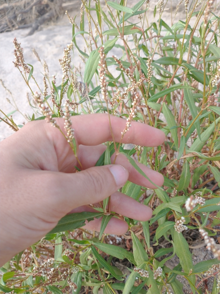 swamp smartweed from West Branch Santa Cruz, Tucson, AZ 85713, USA on ...