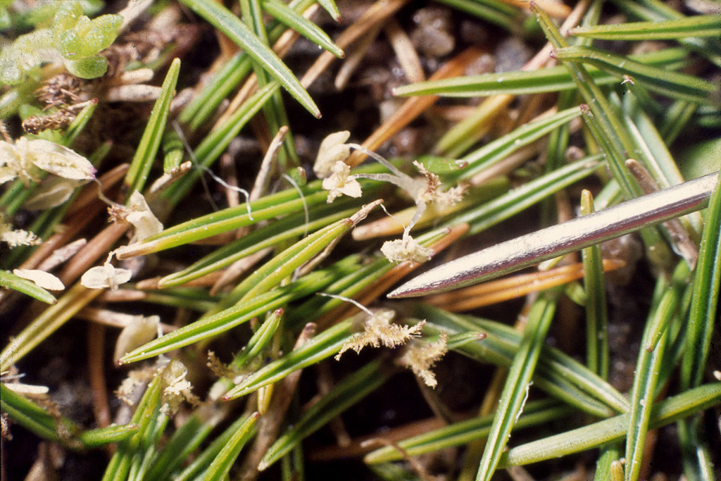 Zoysia minima in October 1975 by Colin Ogle. Sea cliff tops - forming ...