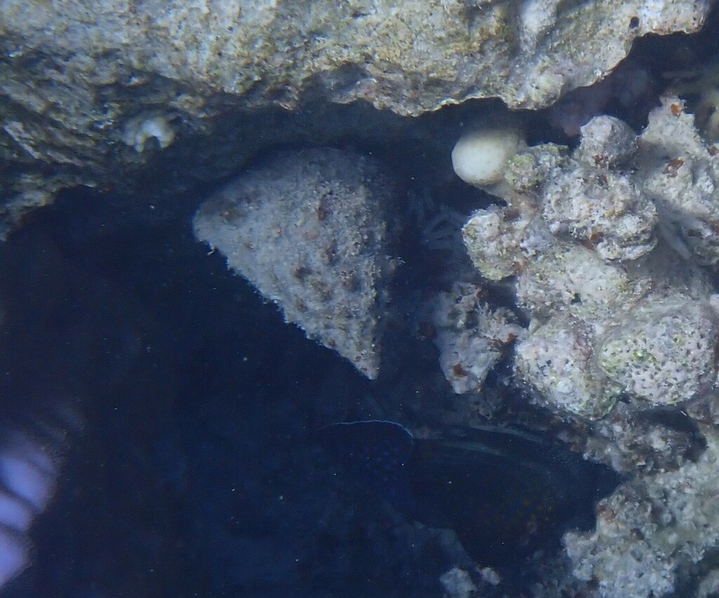 Toothed Top Shell from Red Sea on September 6, 2023 at 02:48 PM by ...