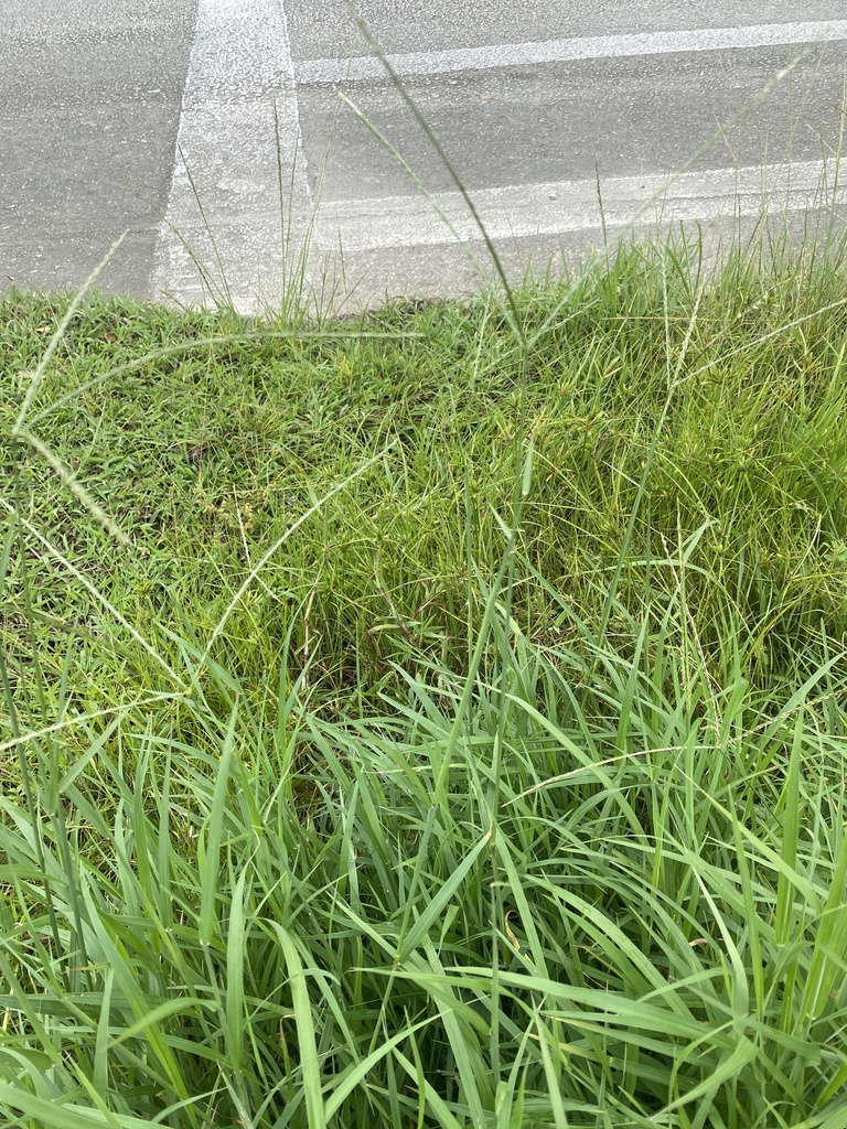 grasses from George Washington High School, Mangilao, Guam, US on ...