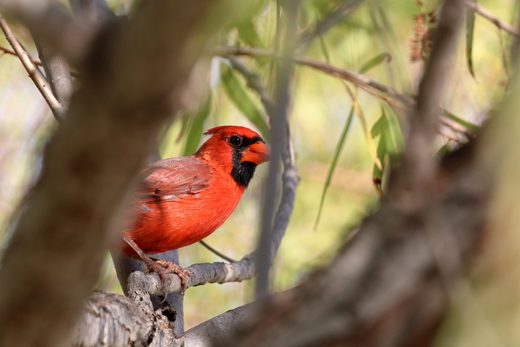 Northern Cardinal from Cd de Villaldama, N.L., México on September 21 ...