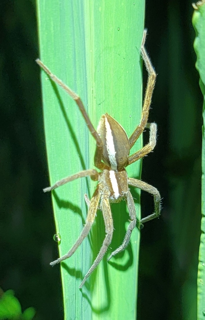 Dolomedes raptor from Lu'an, CN-AH, CN on September 21, 2023 at 08:53 ...