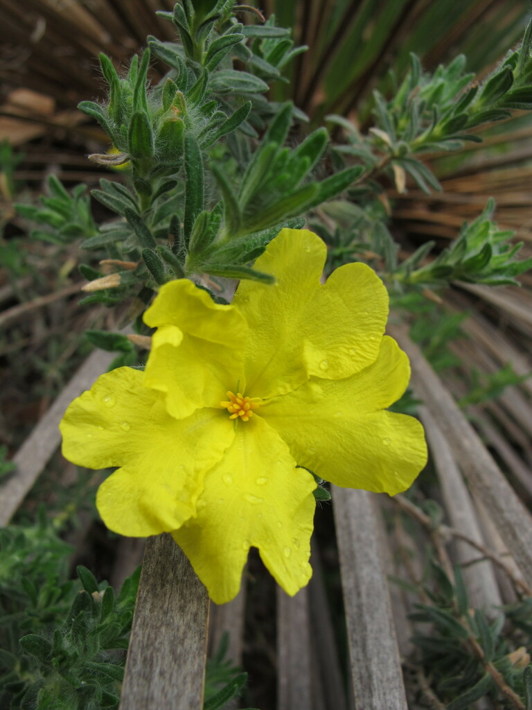 Hibbertia crinita from Deep Creek SA 5204, Australia on September 13 ...