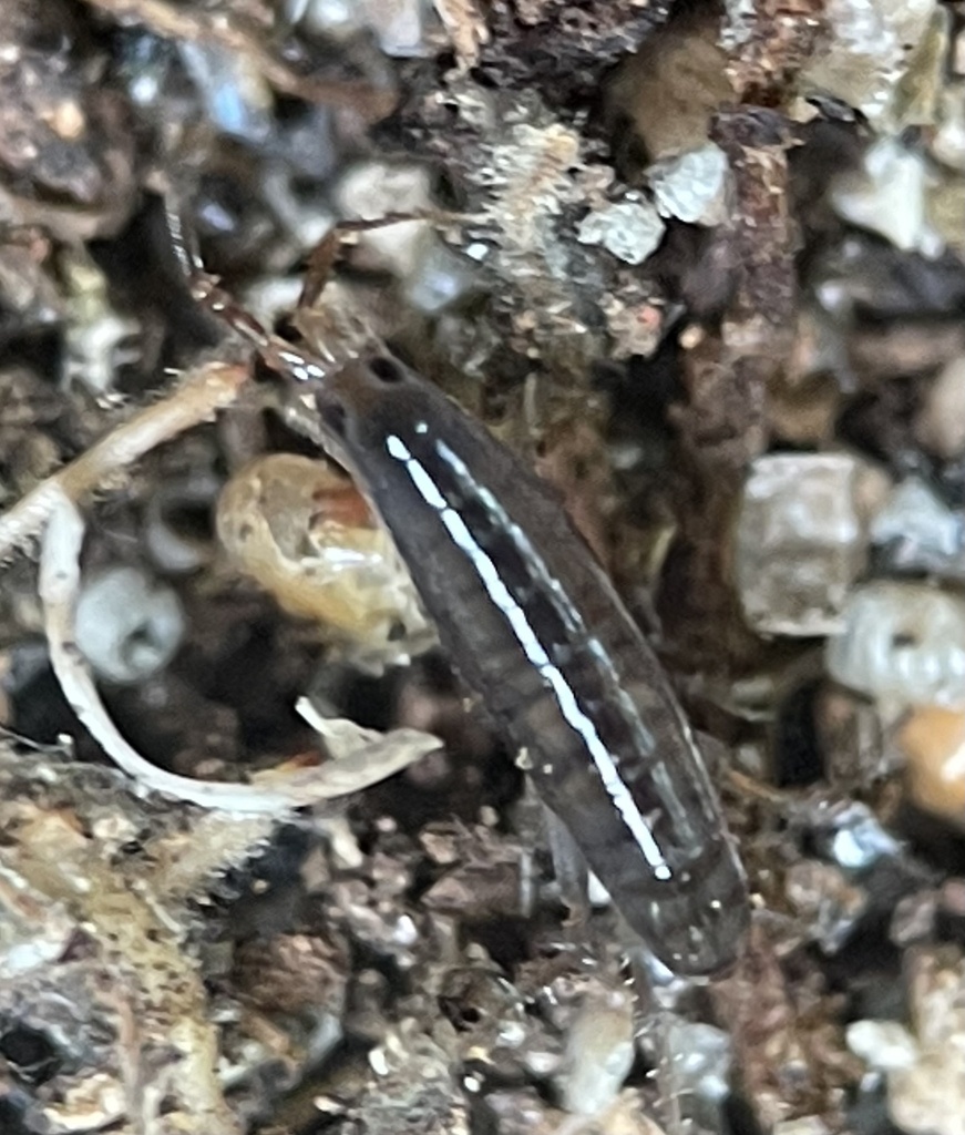 Lawn Shrimp from Boundary Tk E, Frankston South, VIC, AU on September ...