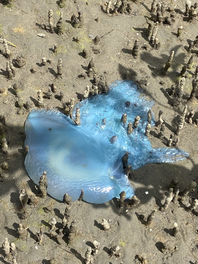 Blue Blubber Jelly from Moreton Bay, Nudgee Beach, QLD, AU on September ...