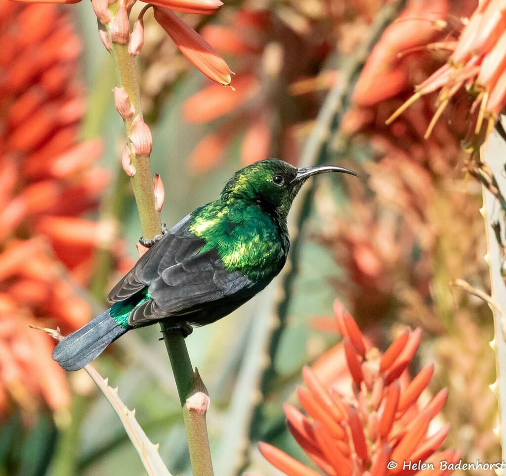 Marico Sunbird from Hartbeespoort, South Africa on June 8, 2018 at 11: ...