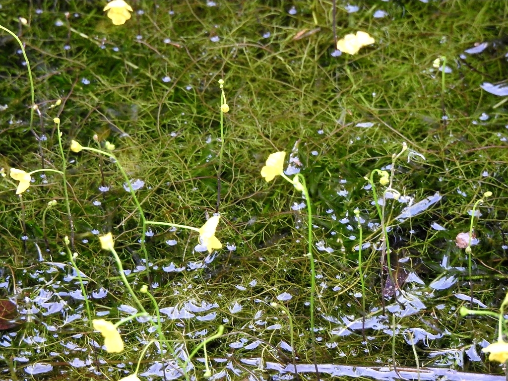 humped bladderwort from Wongaling Beach QLD 4852, Australia on ...
