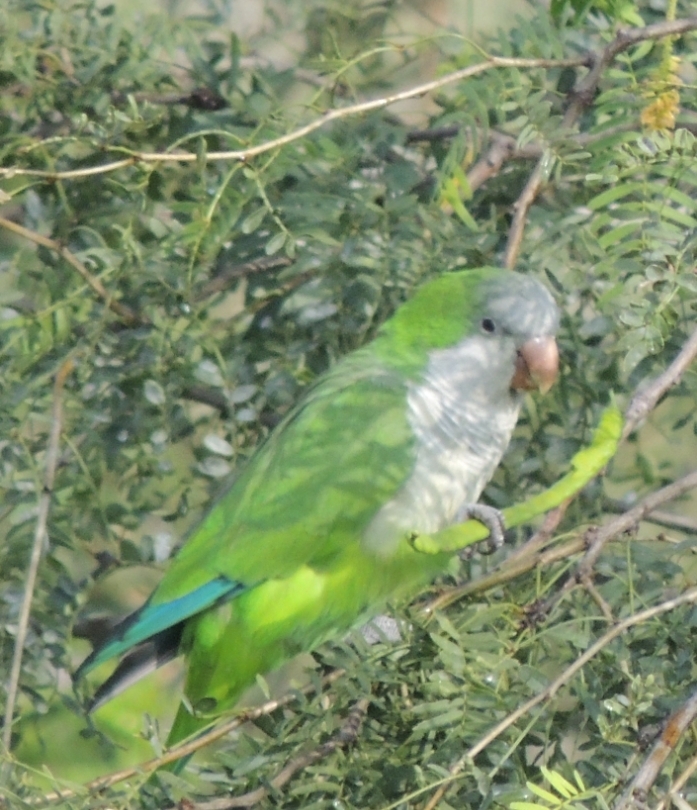 Monk Parakeet from 3 Guerras, Celaya, Gto., México on September 17 ...