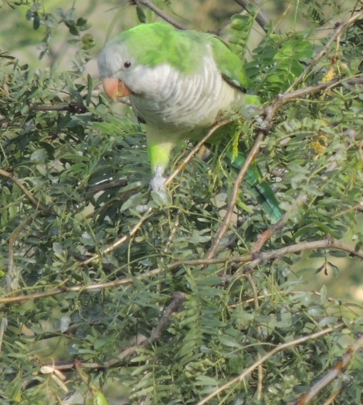 Monk Parakeet from 38086 Gto., México on September 17, 2023 at 08:30 AM ...