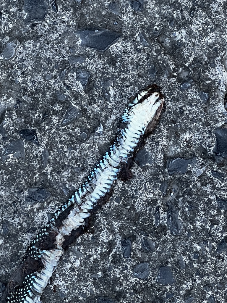 Speckled Racer from Parque Ecológico Chipinque, San Pedro Garza García ...