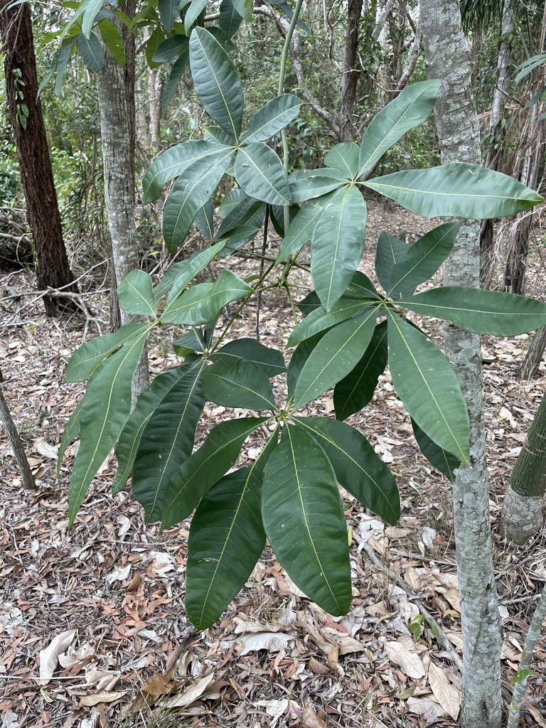 saba nut tree from Haldham Park, Regents Park, QLD, AU on September 22 ...