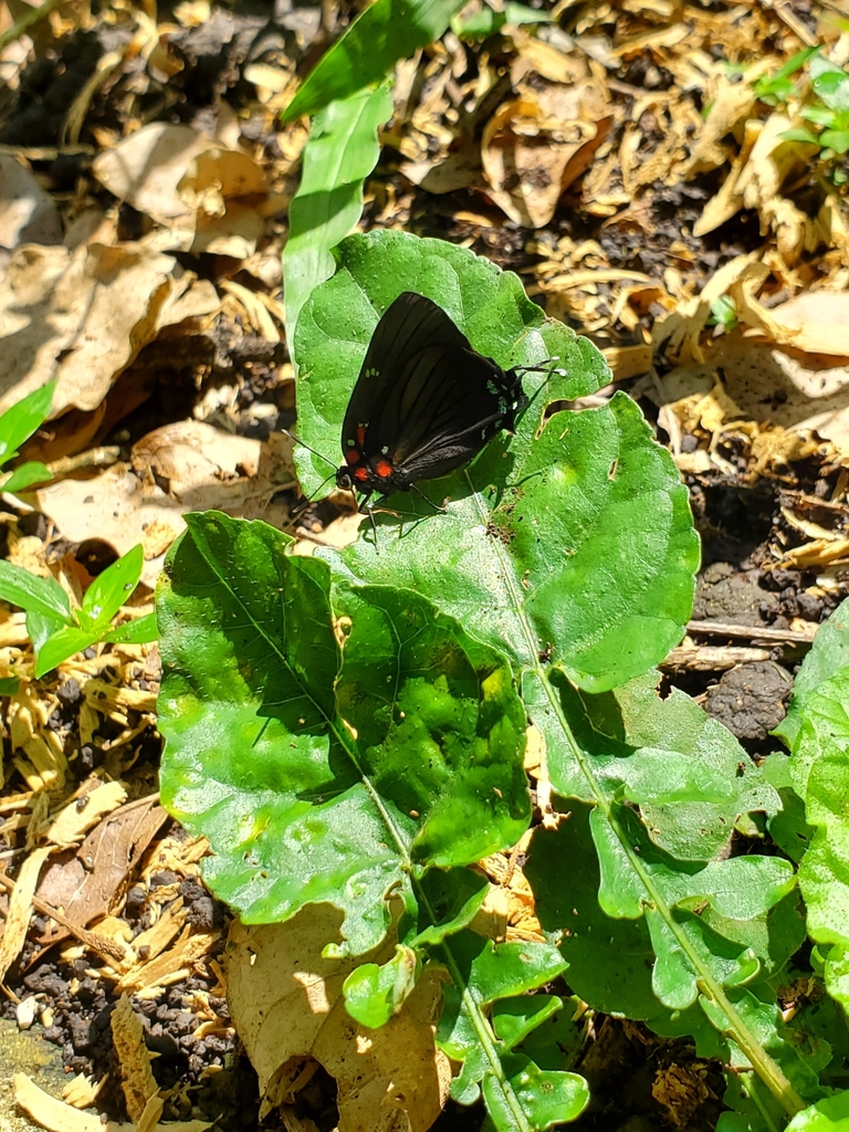 Green-spotted Brangas from 94944 Ver., México on September 21, 2023 at ...