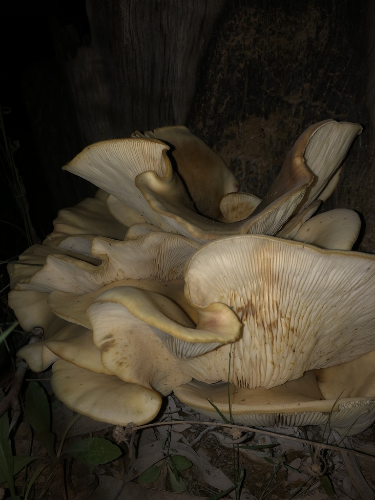 ghost fungus from Mogood, NSW, AU on May 4, 2023 at 08:03 PM by mandy ...