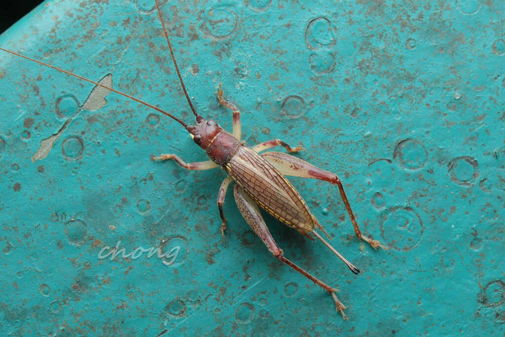 Slender Silent Bush Crickets from Kinabalu Park, Ranau, Sabah, 马来西亚 on ...