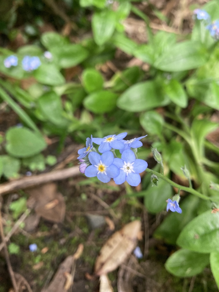 Forget-me-nots from Central Park, Wellington, Wellington, NZ on ...