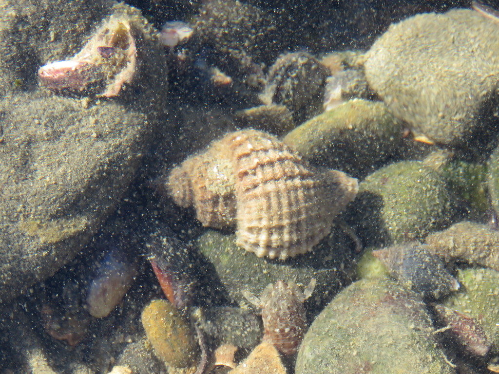 Trophon geversianus (OCÉANO - Bahía Bustamante) · iNaturalist