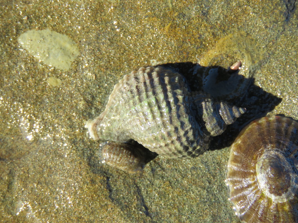 Trophon geversianus (OCÉANO - Bahía Bustamante) · iNaturalist