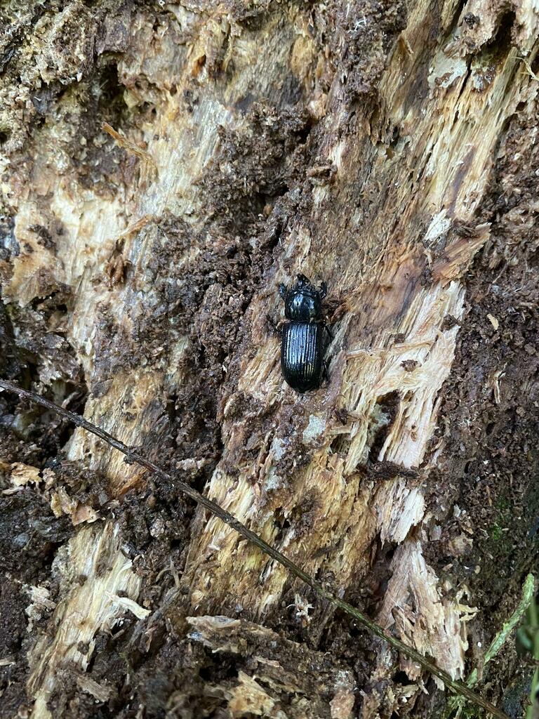 Ceracupes from 中国广西壮族自治区桂林市龙胜各族自治县 on May 2, 2022 at 09:04 AM by ming ...