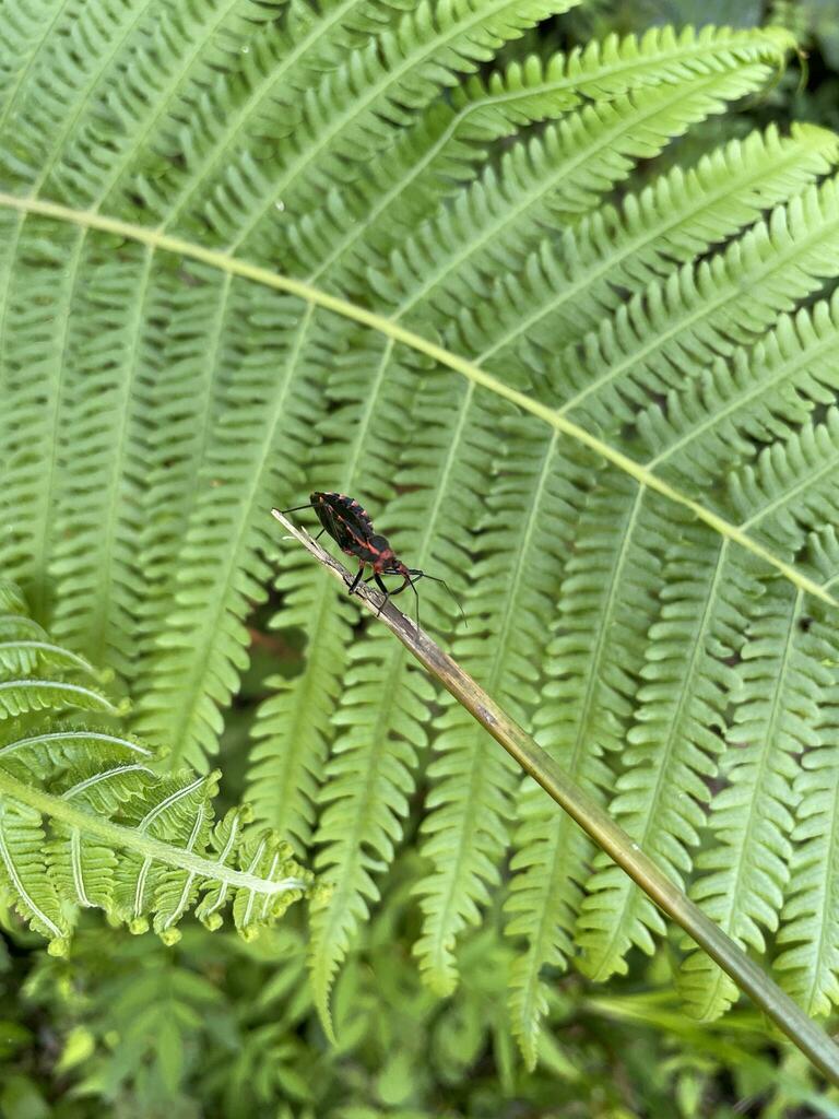Rhynocoris incertis from 中国广西壮族自治区桂林市龙胜各族自治县 on May 3, 2022 at 11:06 AM ...